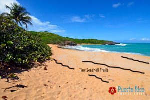 Puerto Rico Beachcombing Beaches - Seaglass, Seashells, Beach Pebbles ...