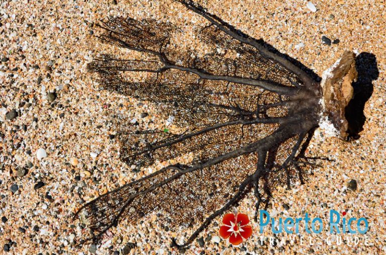 Playa Colora, Fajardo, Puerto Rico - 2024 Beach Guide - "Colora Beach"