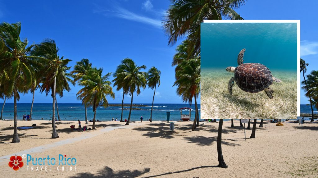 Escambron Beach Tours - Puerto Rico Things to Do - 2026