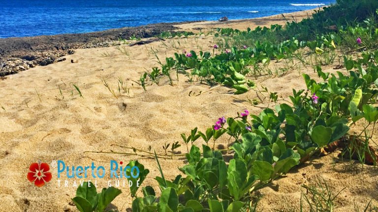 Wilderness Beach - Aguadilla, Puerto Rico - 2024 Beach Guide